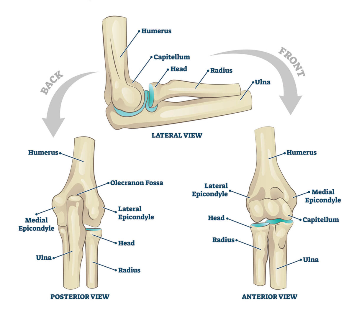 Elbow - Sforzo | Dillingham | Stewart Orthopedics & Sports Medicine