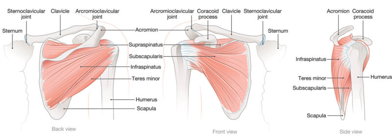 Shoulder - Sforzo | Dillingham | Stewart Orthopedics & Sports Medicine